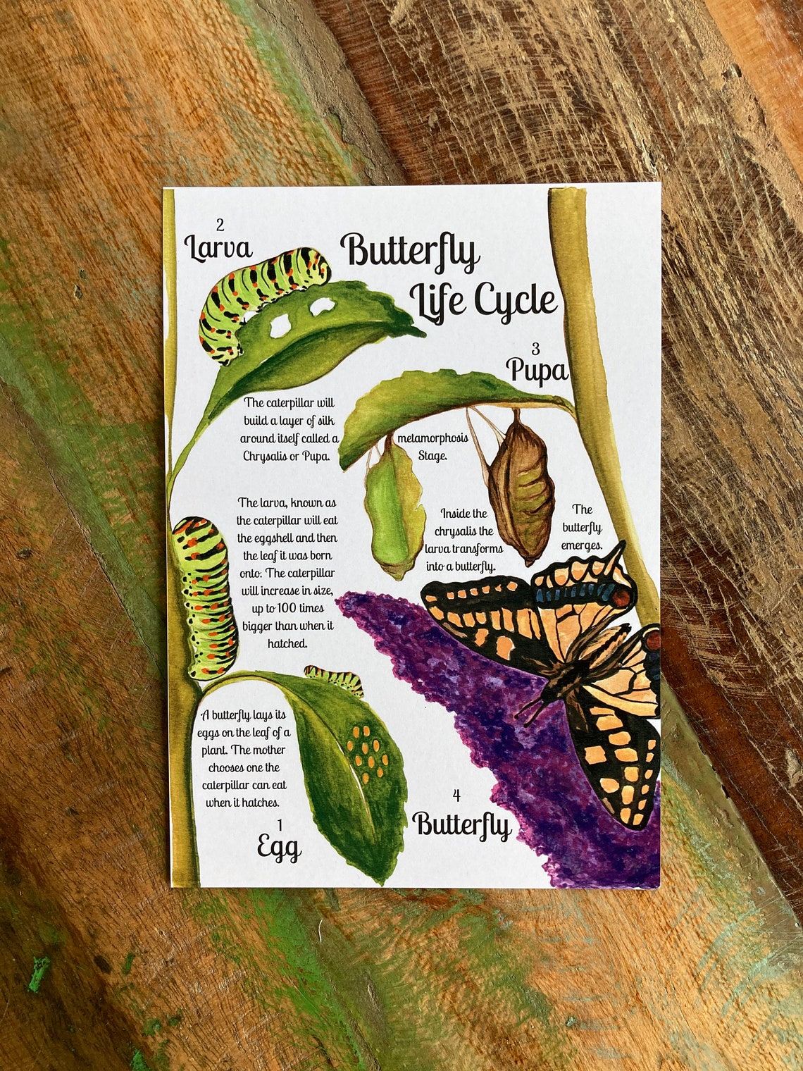 Bee Frog Butterfly Ladybird Life Cycle Nature Print | Etsy