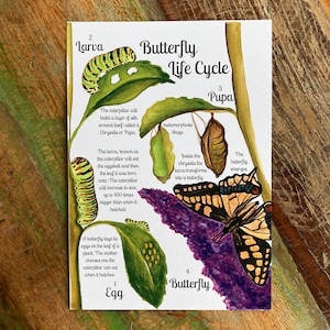 Bee - Frog - Butterfly - Ladybird Life Cycle Nature Print - Etsy