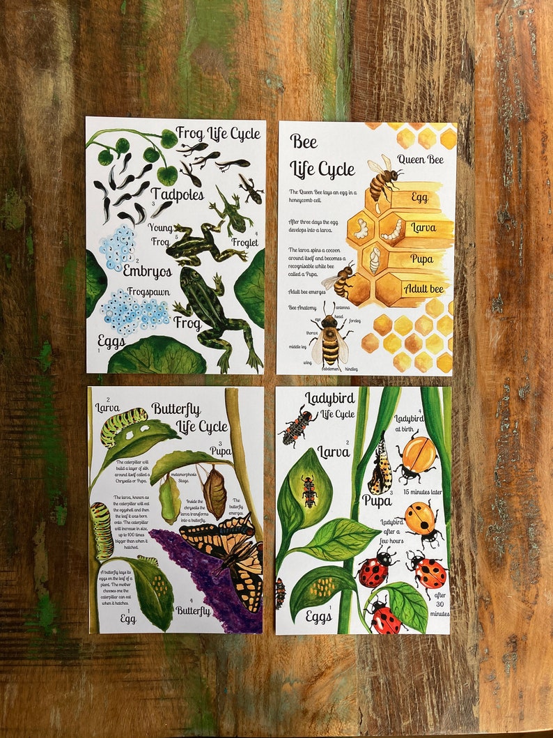 Bee Frog Butterfly Ladybird Life Cycle Nature Print | Etsy