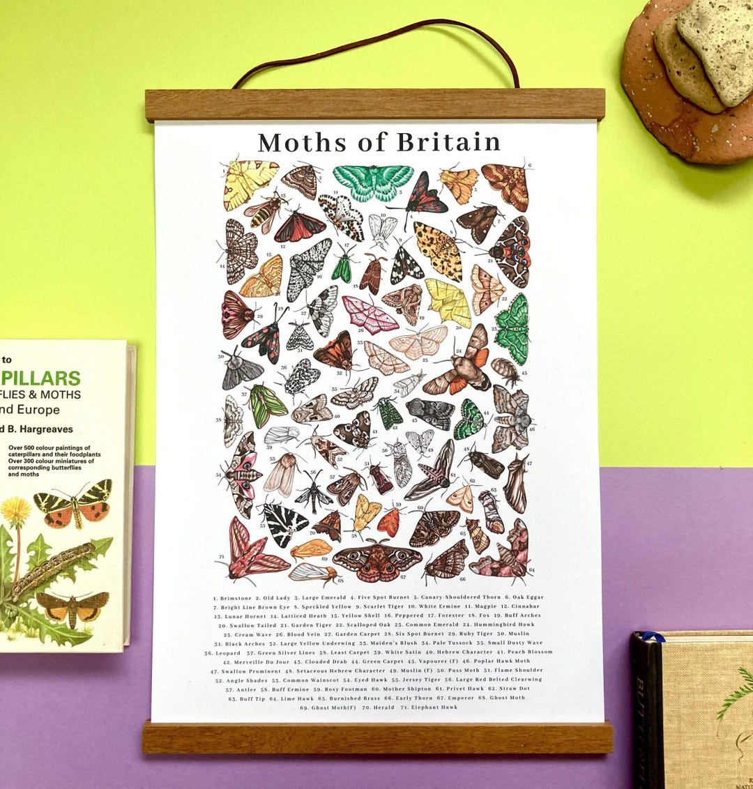 Moths of Britain Wildlife Print - A3 Identification Poster - Etsy