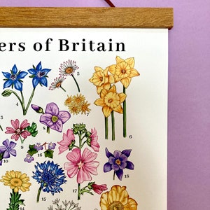 Wildflowers of Britain Art Print - A3 Botanical Identification Poster ...