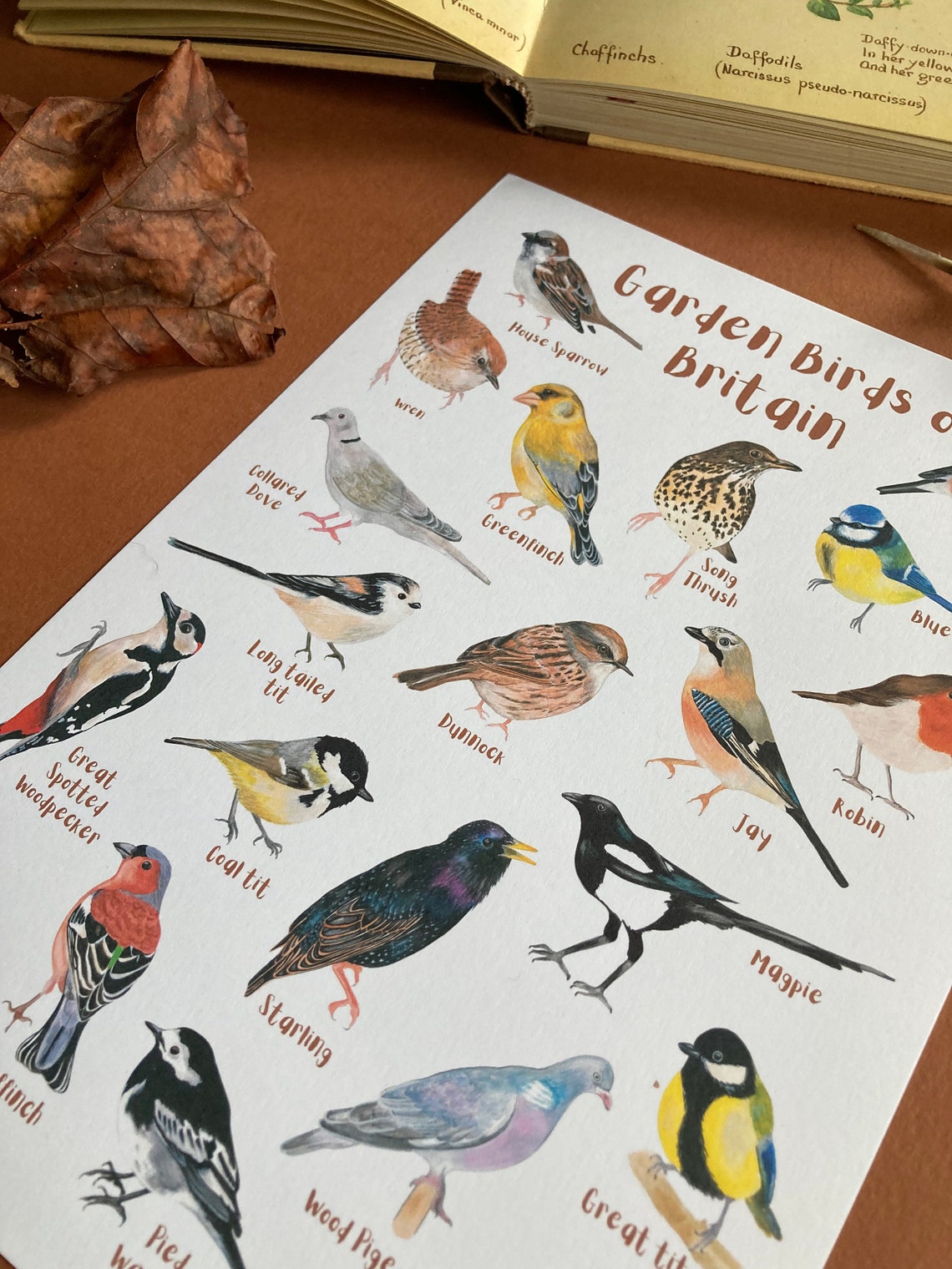 British Garden Birds Identification Chart Wildlife Poster | Etsy UK