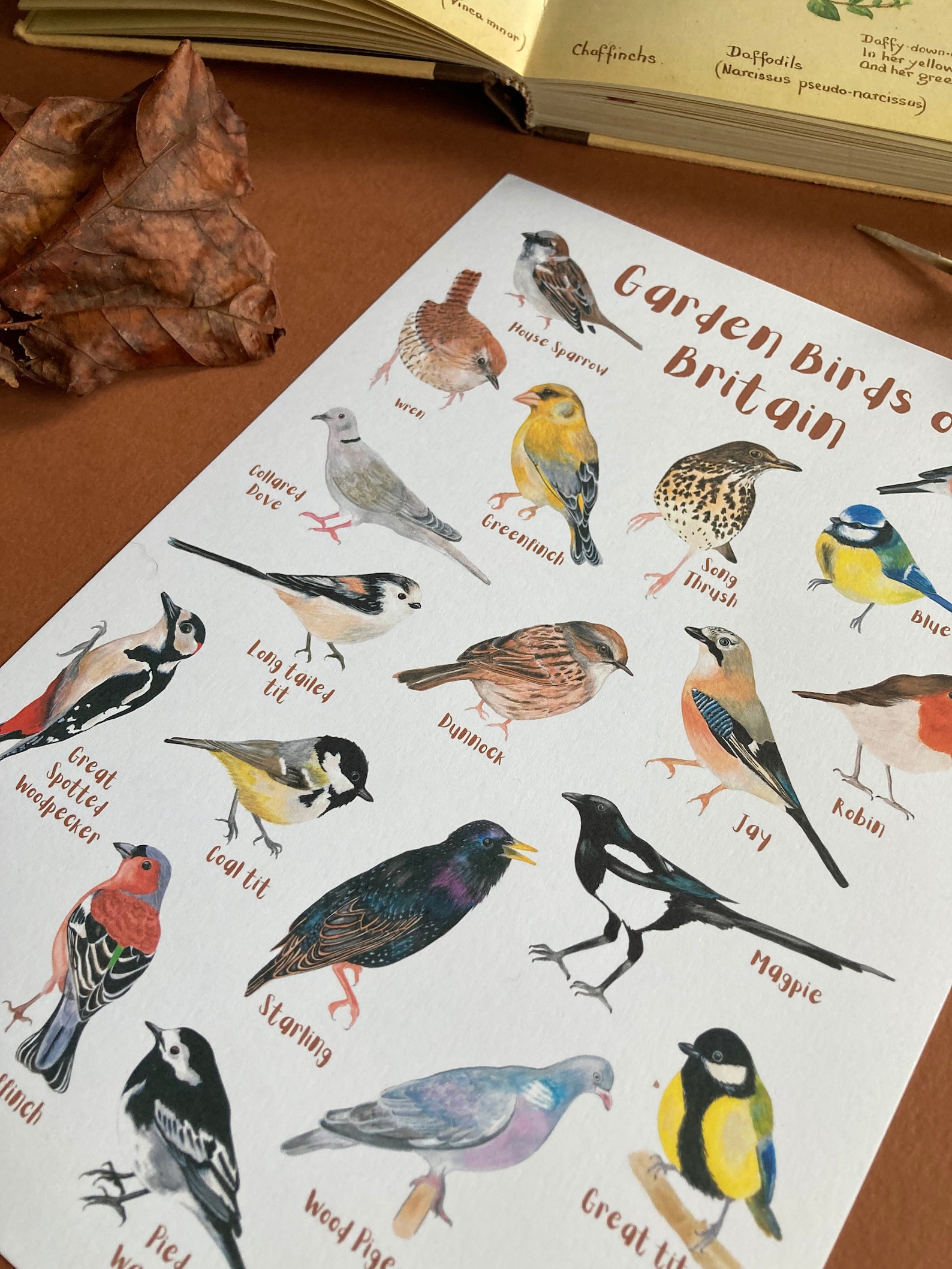 British Garden Birds Identification Chart - Wildlife Poster - Nature ...