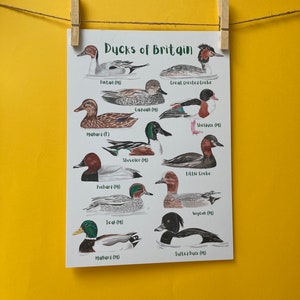 Ducks of Britain Print - Wild Fowl - Bird Identification Poster - Etsy UK