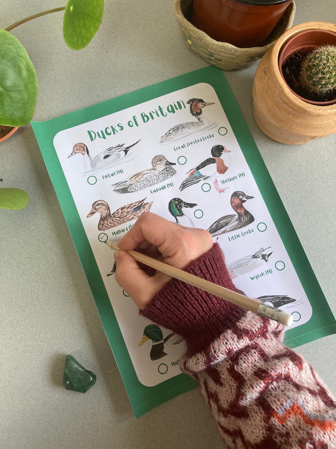 Ducks of Britain Identification Tick Sheet - Bird Spotting Wildlife ...