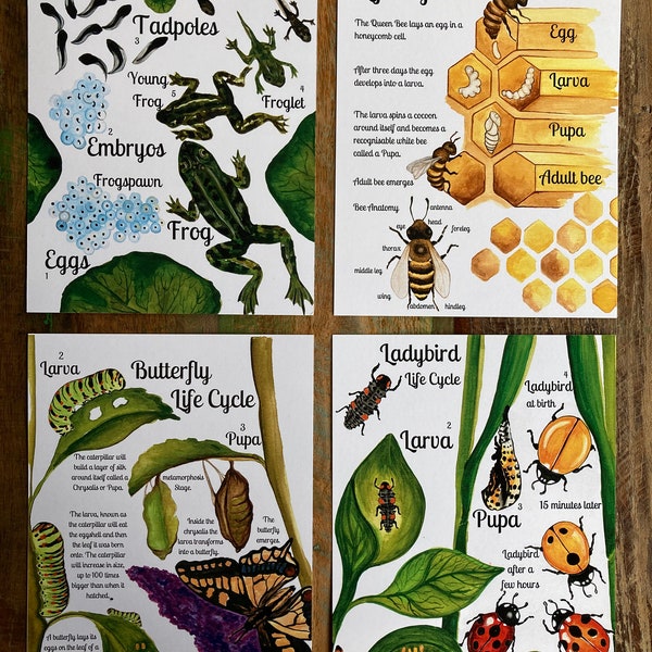 Butterfly Life Cycle - Etsy UK