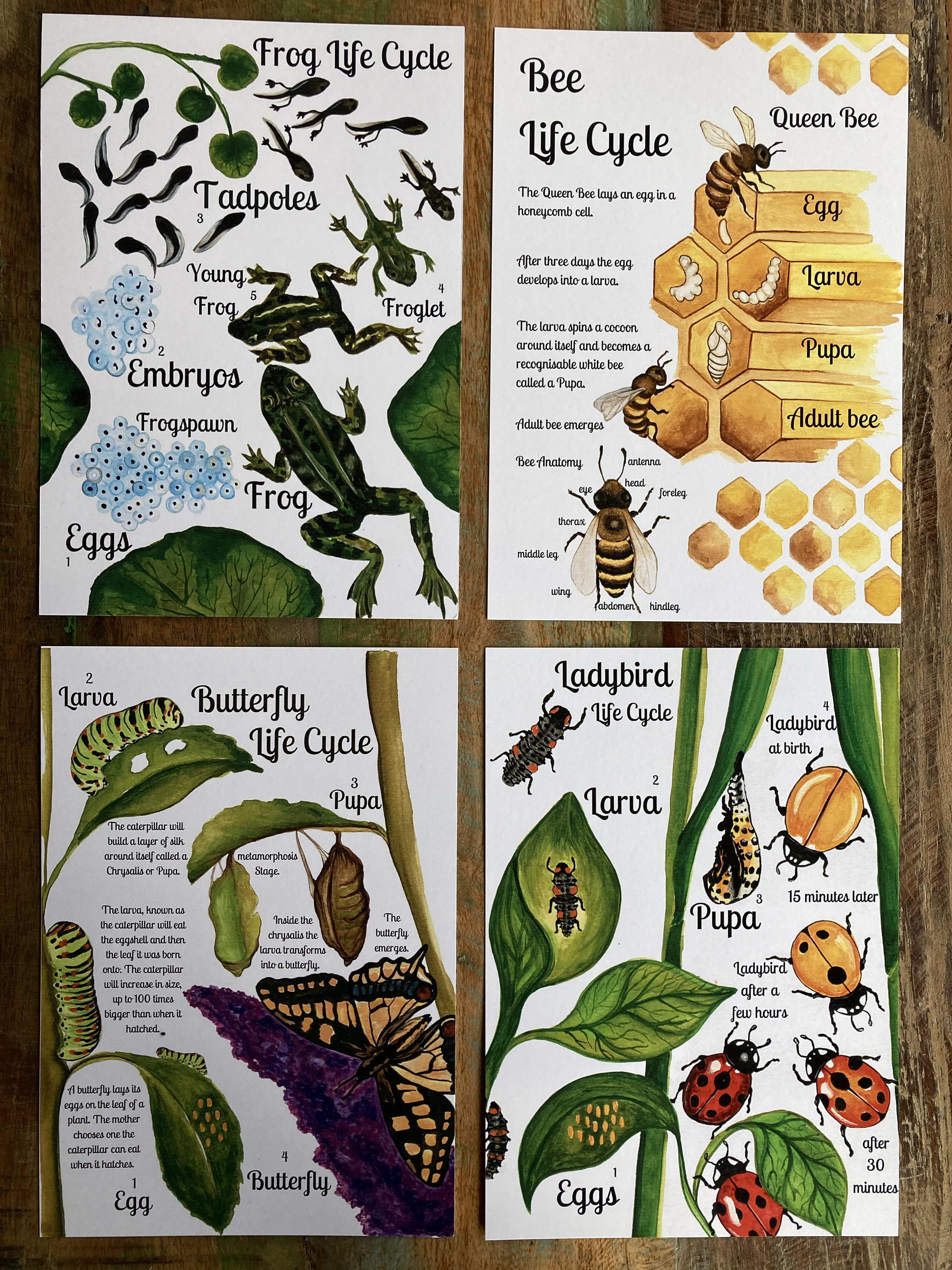 Bee Frog Butterfly Ladybird Life Cycle Nature Print | Etsy