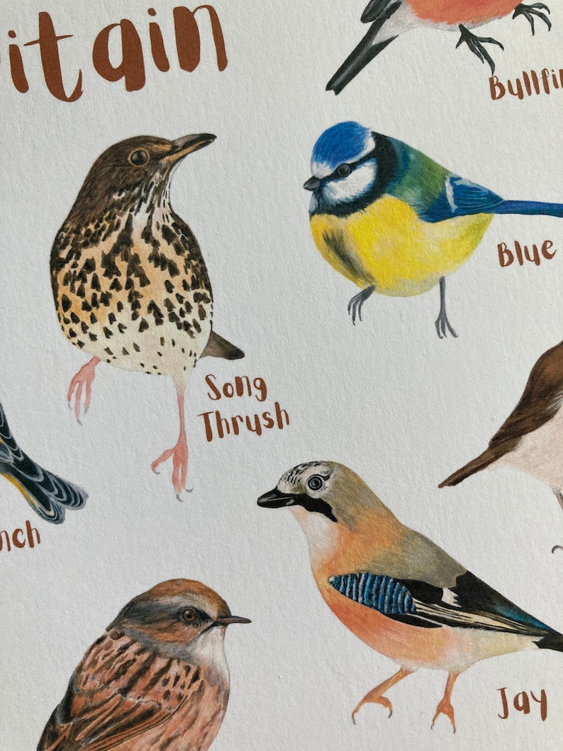 British Garden Birds Identification Chart Wildlife Poster - Etsy Australia