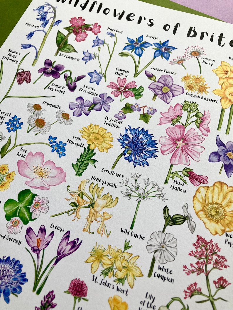 Wildflowers of Britain Art Print - A4 Botanical Wildflower Poster - Etsy UK