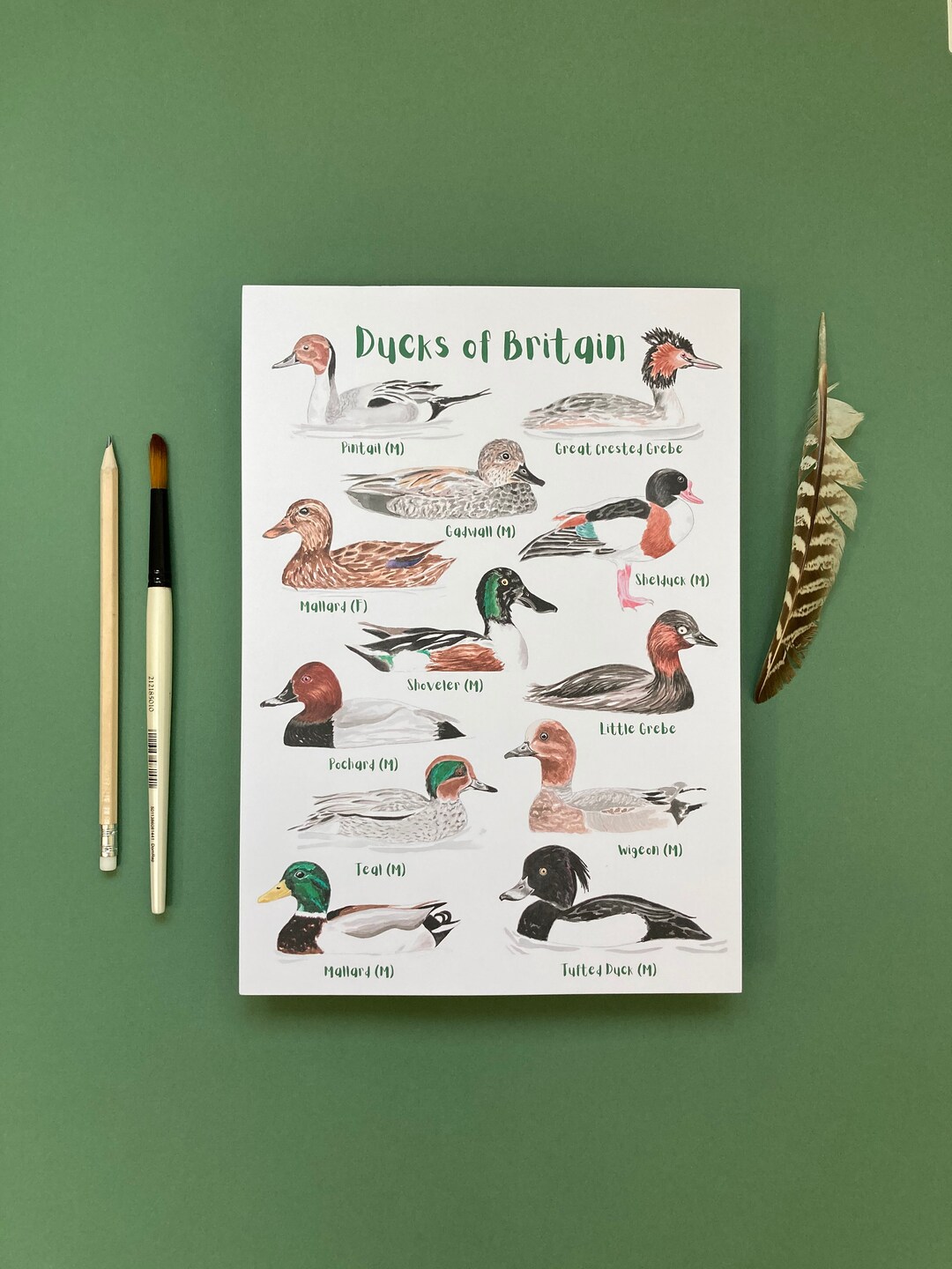 Ducks of Britain Print Wild Fowl Bird Identification - Etsy UK