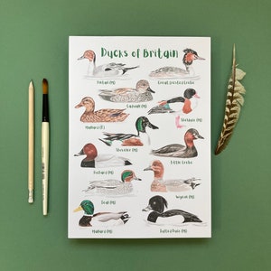 Ducks of Britain Print - Wild Fowl - Bird Identification Poster - Etsy UK