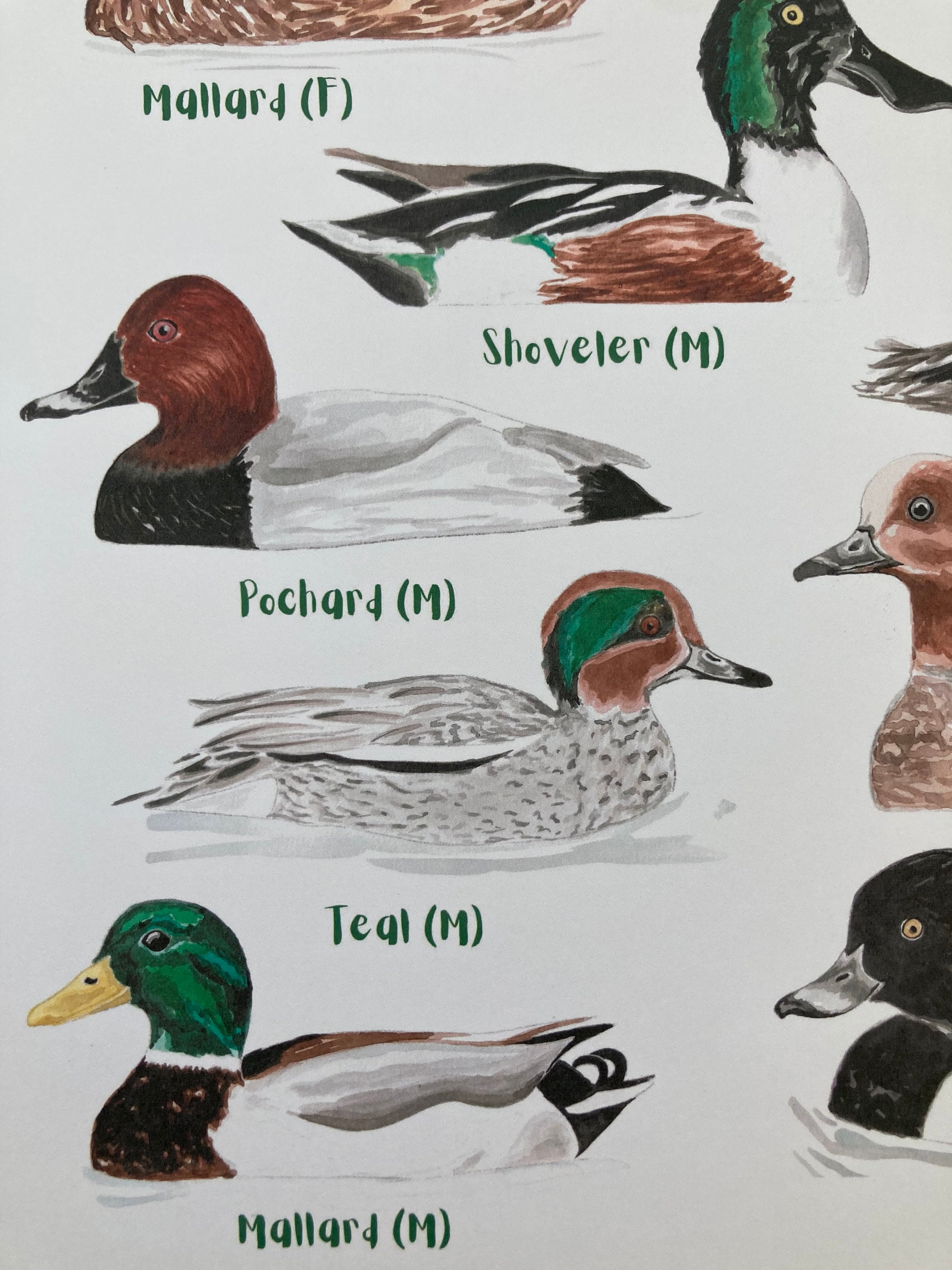 Ducks of Britain Print Wild Fowl Bird Identification - Etsy UK