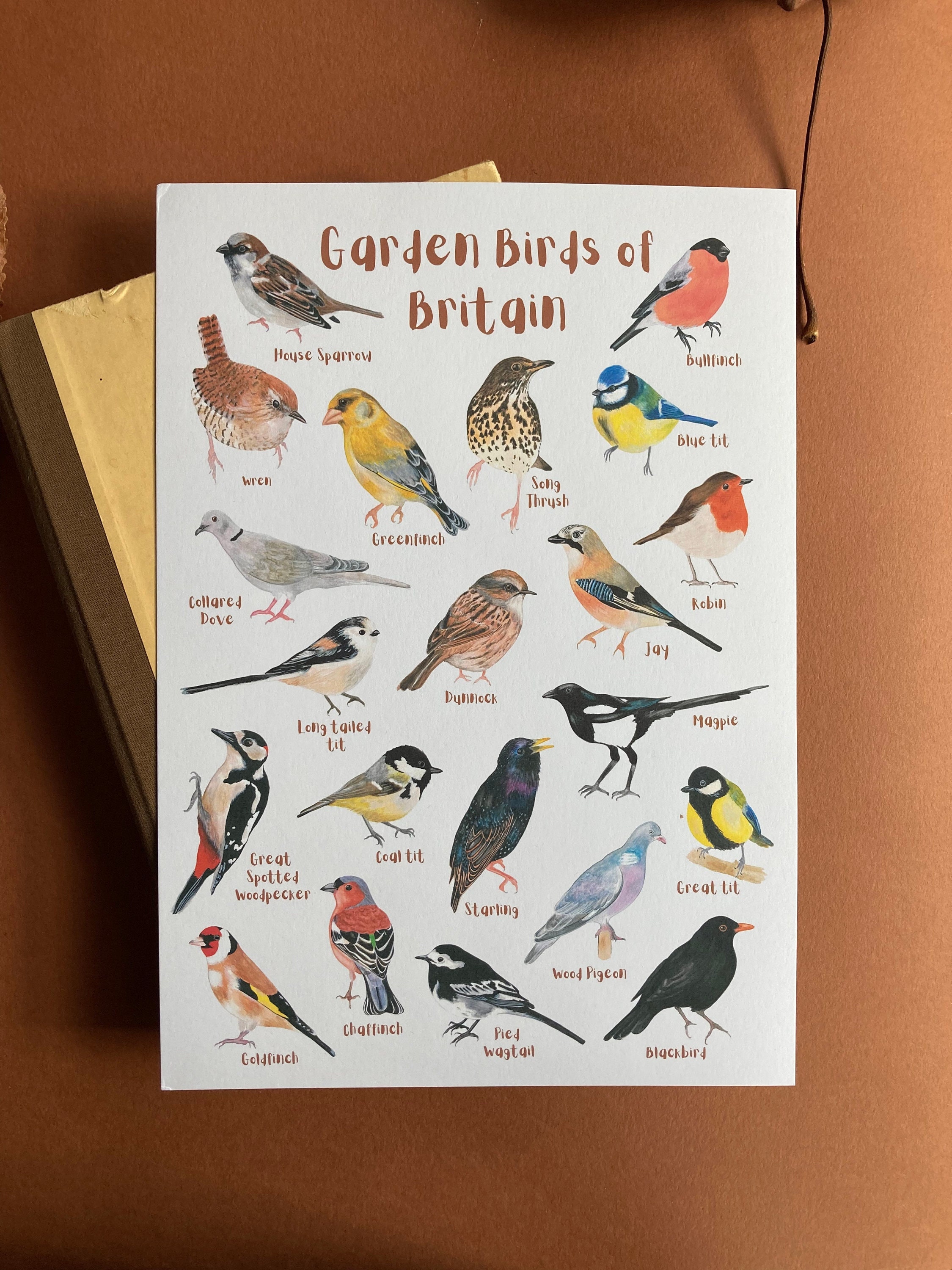 British Garden Birds Identification Chart Wildlife Poster - Etsy UK