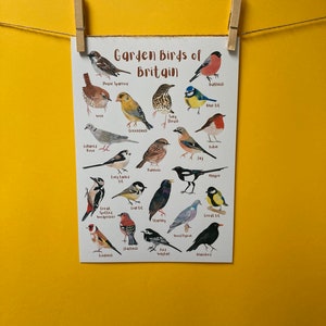 British Garden Birds Identification Chart - Wildlife Poster - Nature ...
