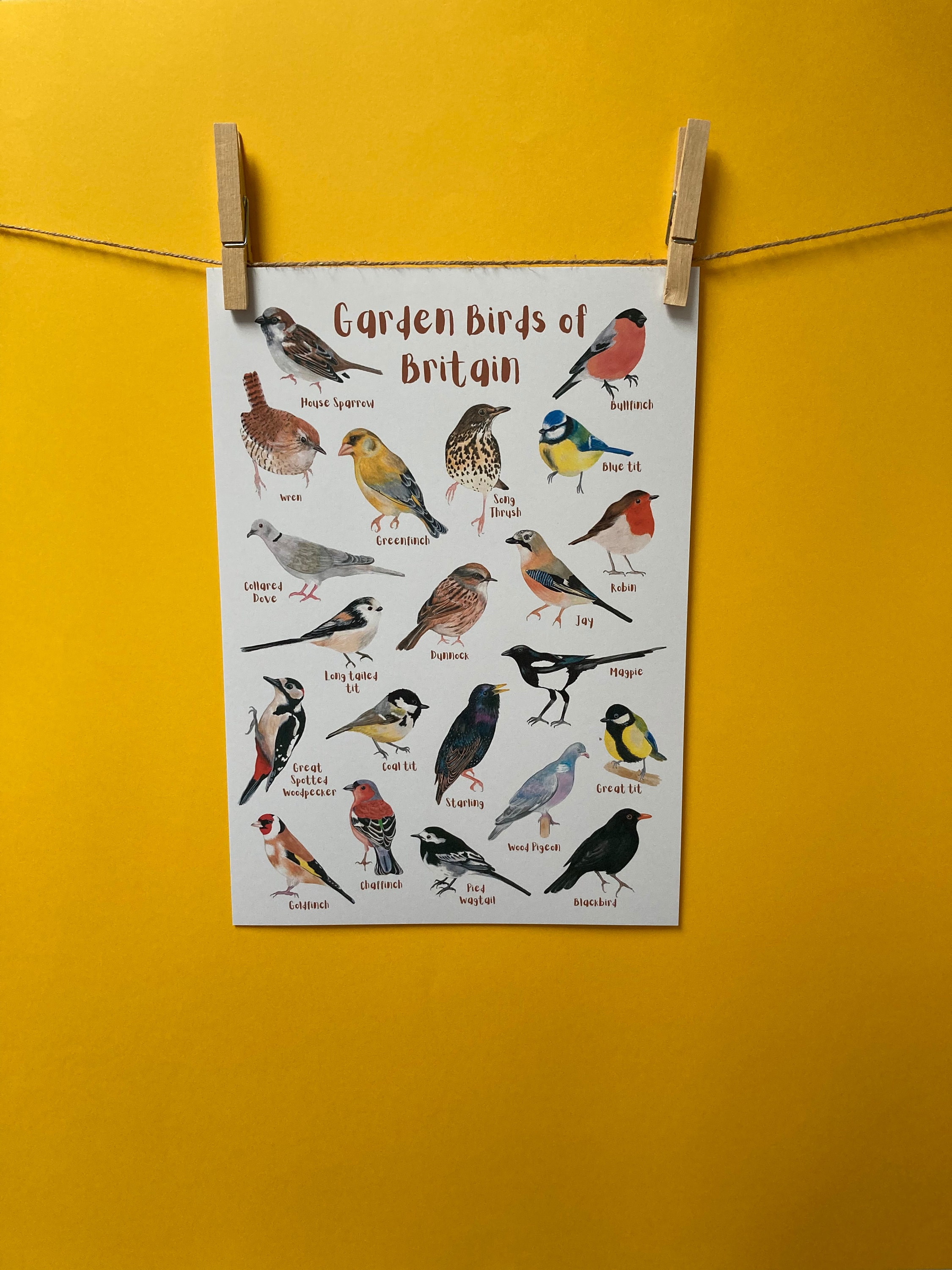 British Garden Birds Identification Chart - Wildlife Poster - Nature ...