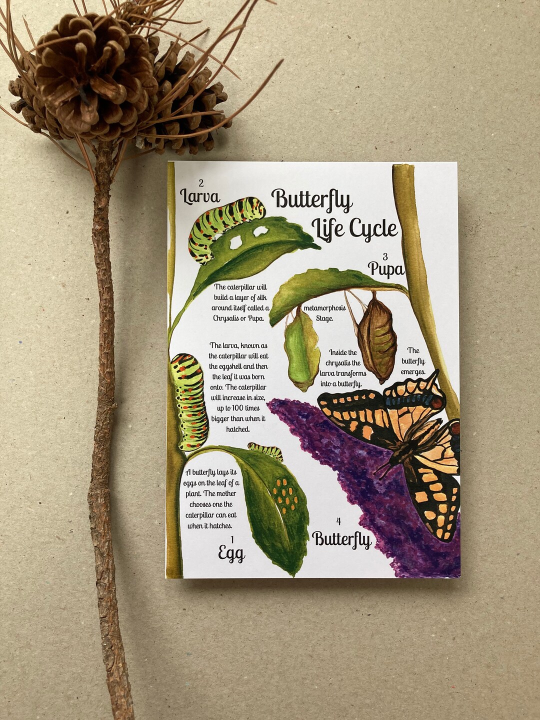 Butterfly Caterpillar Life Cycle Nature Wildlife Print - Etsy
