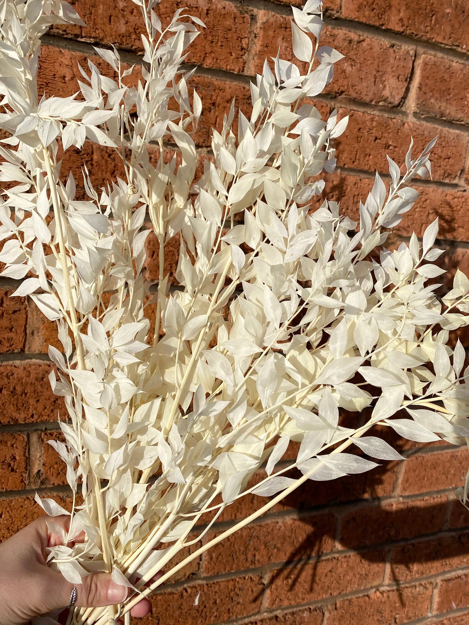 Bleached White Ruscus Leaves Dried Flower x 3 Stems Bunch | Etsy