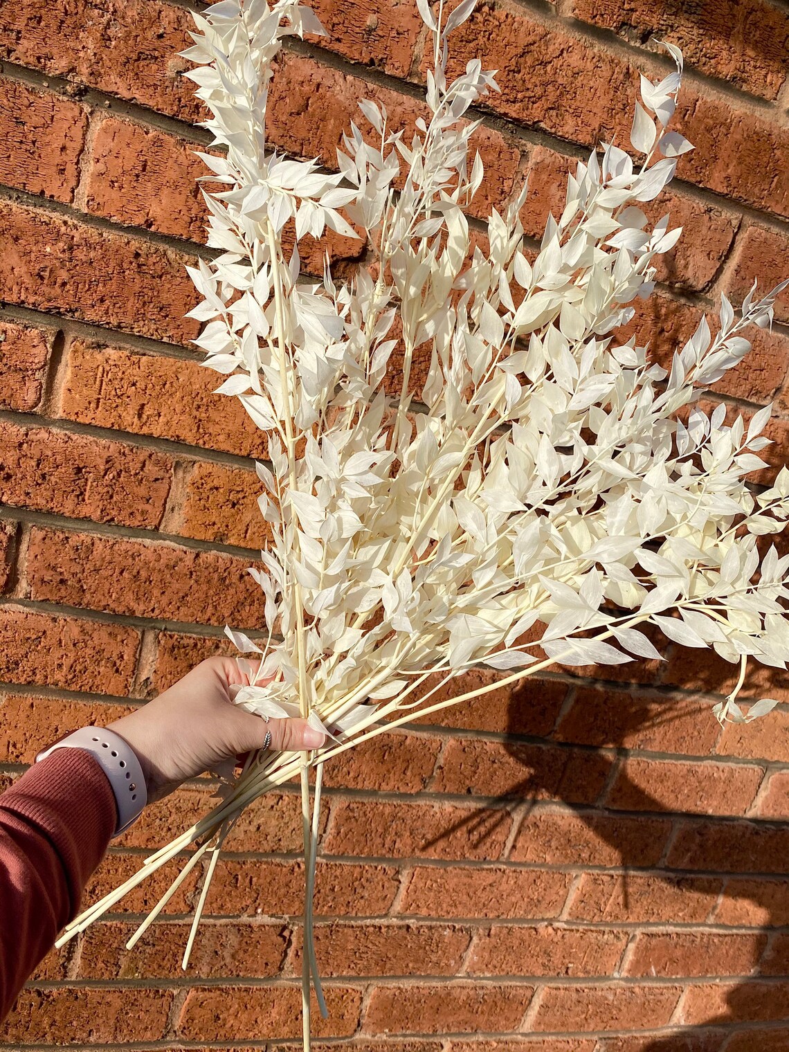 Bleached White Ruscus Leaves Dried Flower x 3 Stems Bunch | Etsy