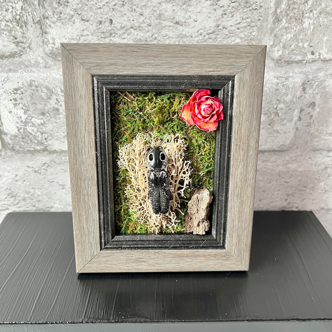 Bug Art, Insect Wall Art, Entomology Art, Witchy Gift for Her, Oddity ...