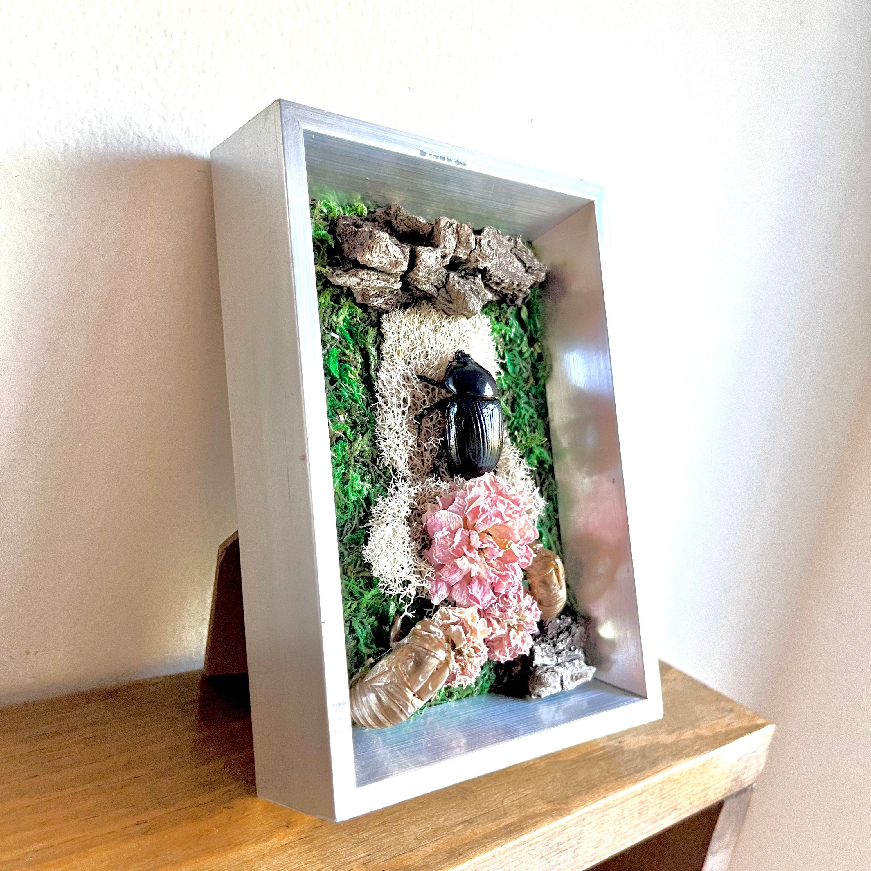 Insect Specimen Framed Bug Art Oddities Home Decor Mosscore - Etsy