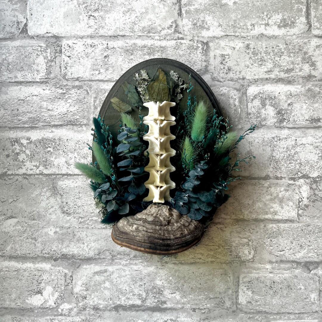 Snake Vertebrae, Python Vertebrae, Real Bone Art, Forest Altar Decor ...