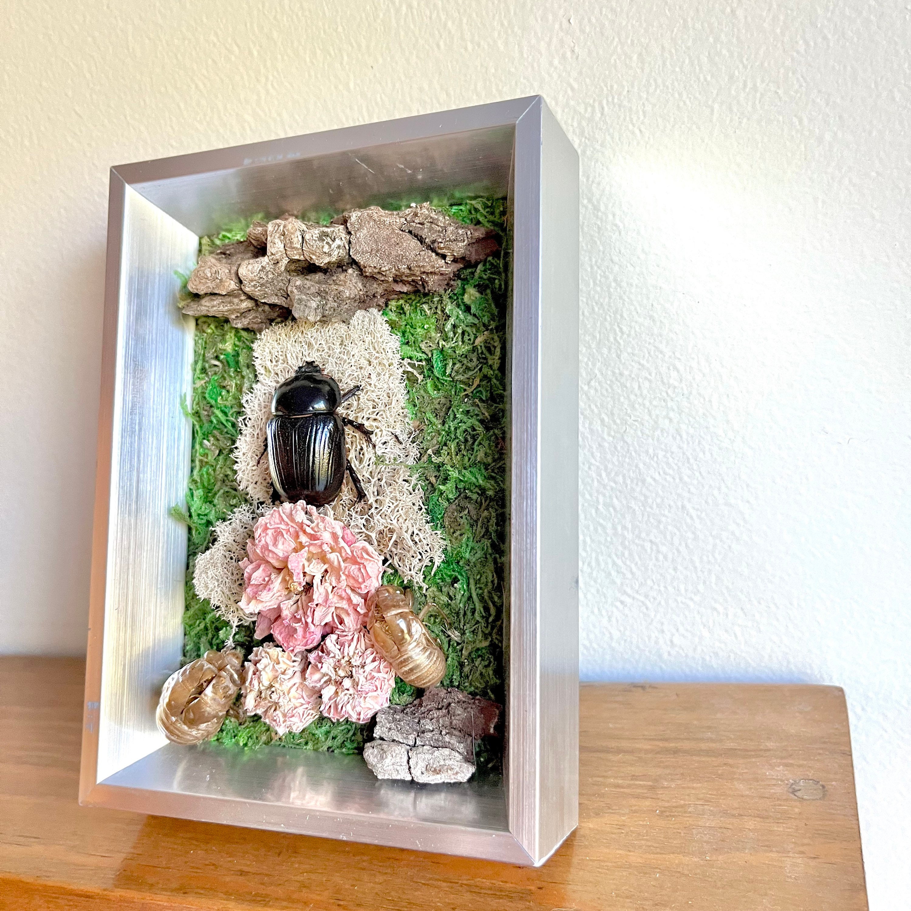 Insect Specimen Framed Bug Art Oddities Home Decor Mosscore - Etsy