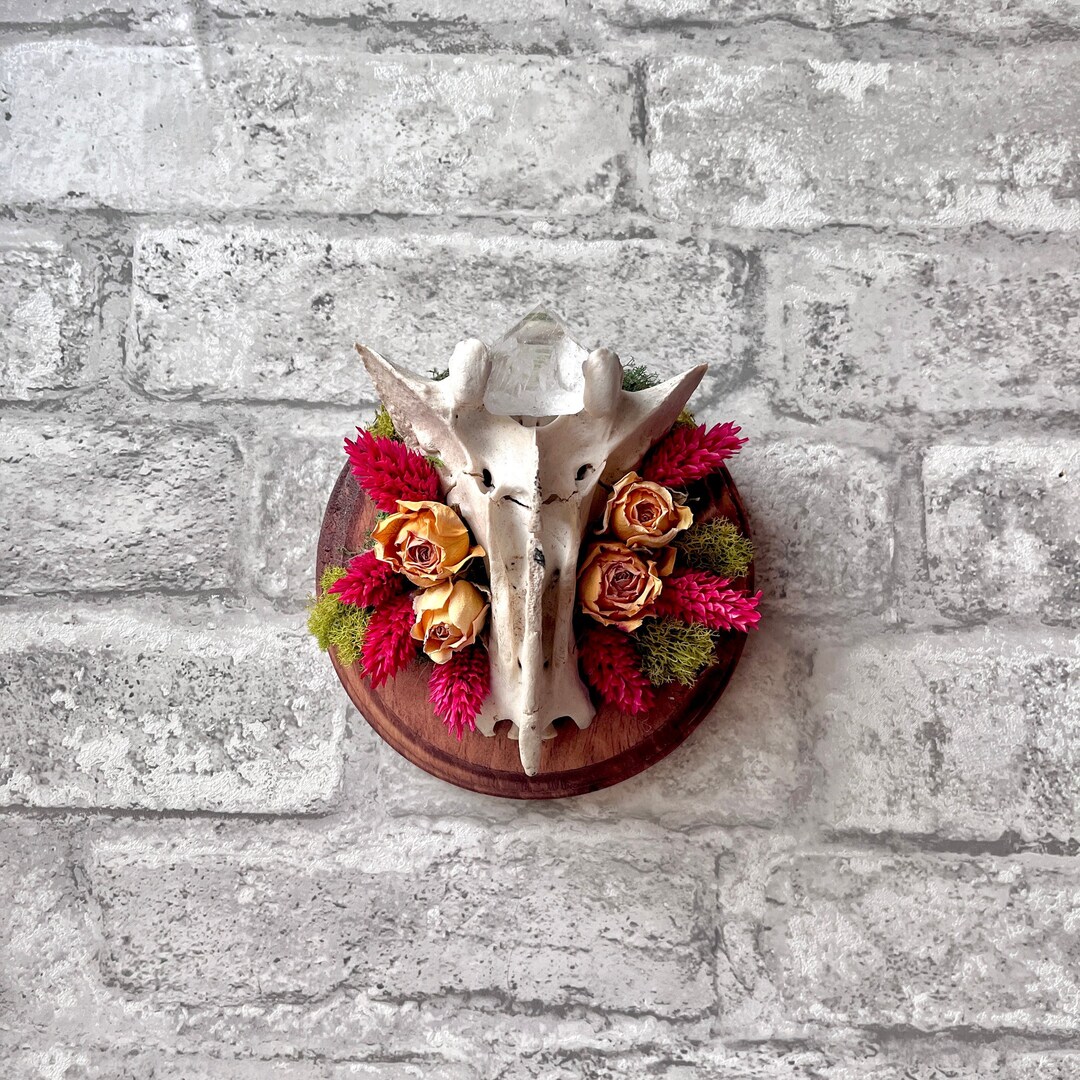 Sheep Sacrum Bone, Bone Wall Art, Witchy Gifts for Her, Sacral Chakra ...