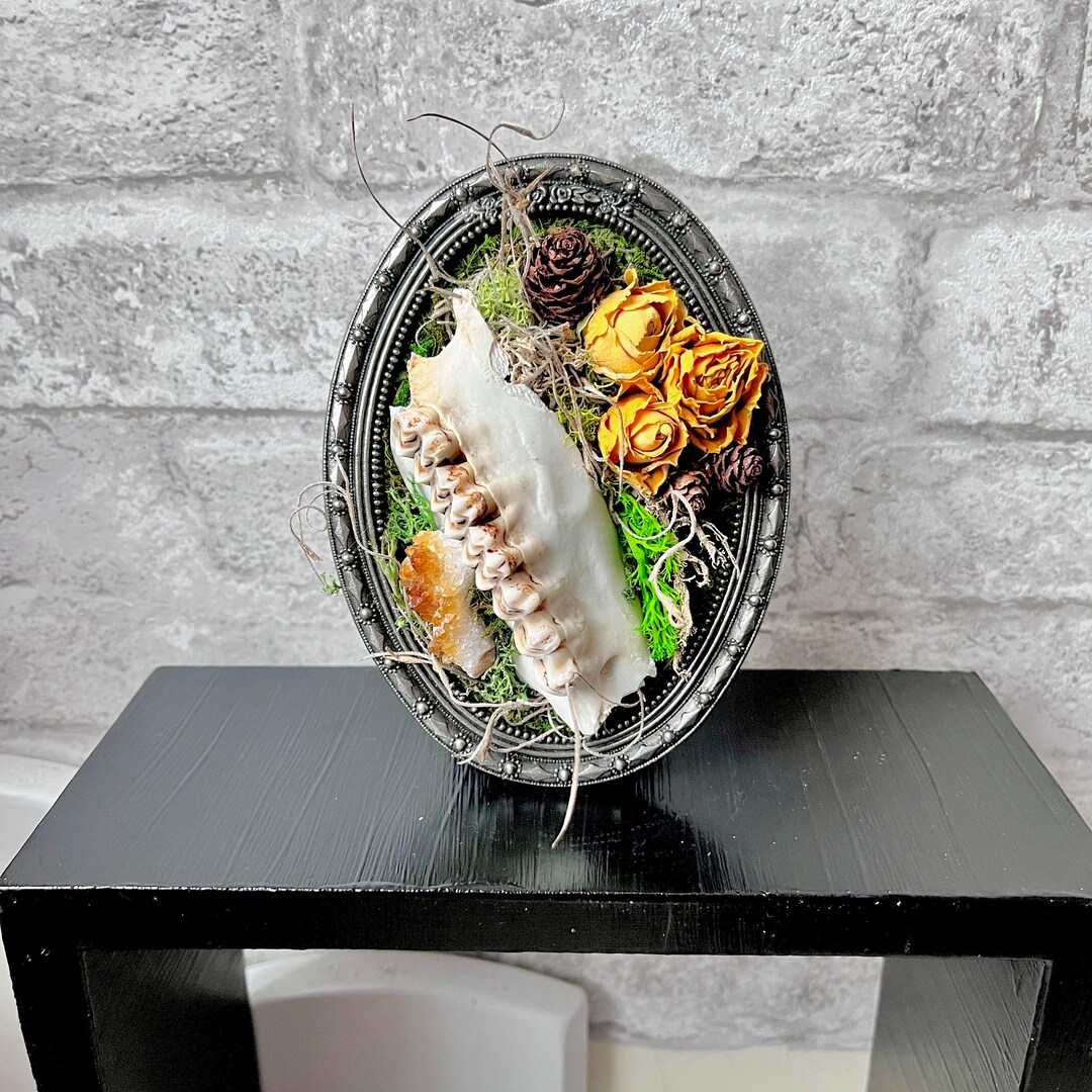 Deer Partial Jawbone, Bone Art, Witchy Gifts for Her, Vulture Culture ...