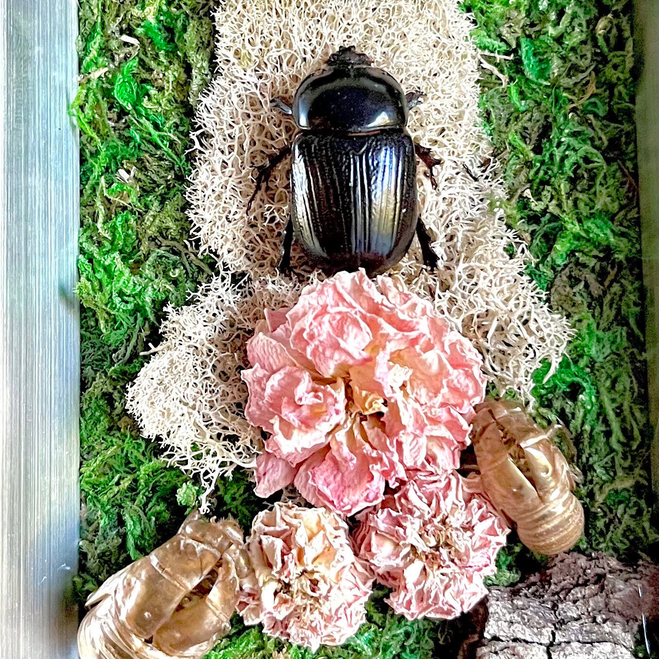 Insect Specimen Framed Bug Art Oddities Home Decor Mosscore - Etsy