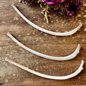 Raccoon Rib Bones, Wall Art, Witchy Gifts for Women, Vulture Culture ...