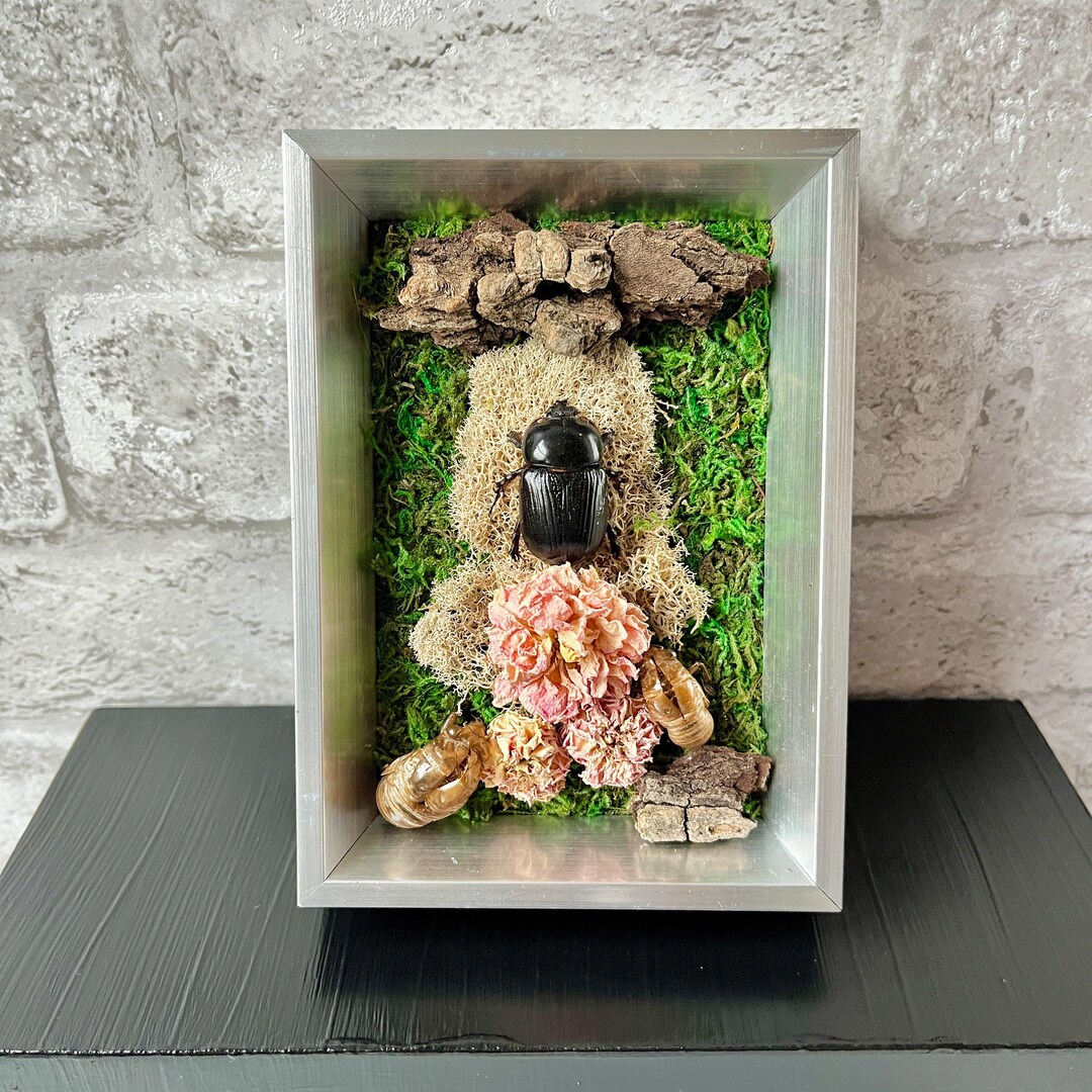 Insect Specimen Framed Bug Art Oddities Home Decor Mosscore - Etsy