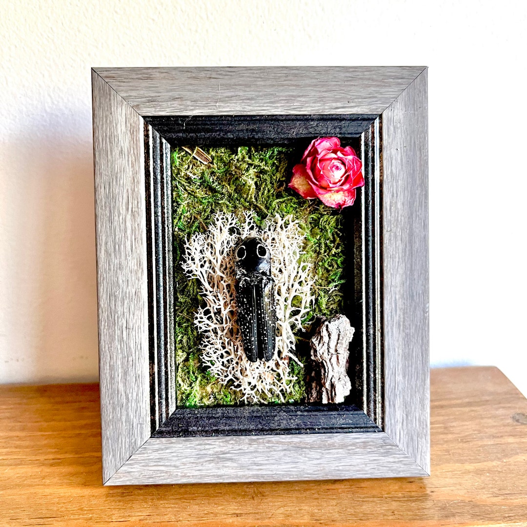 Bug Art Insect Wall Art Entomology Art Witchy Gift for Her - Etsy