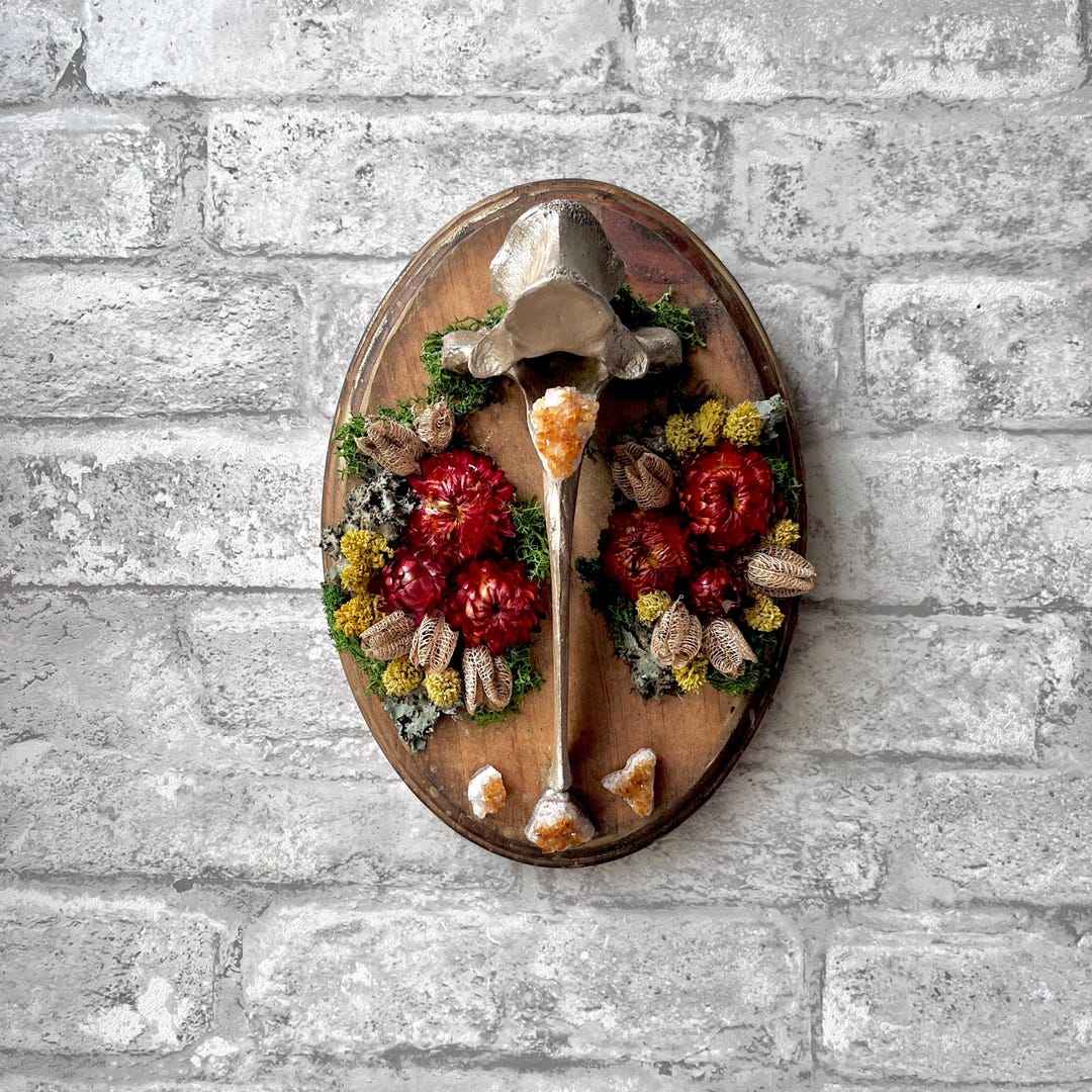 Elk Vertebrae, Bone Wall Art, Cottagecore Gift for Birthday, Witchy ...
