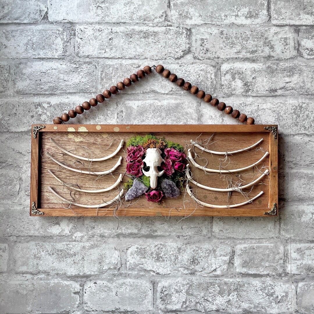 Muskrat Skull, Coyote Bones, Bone Art, Oddity Art, Nature-inspired ...