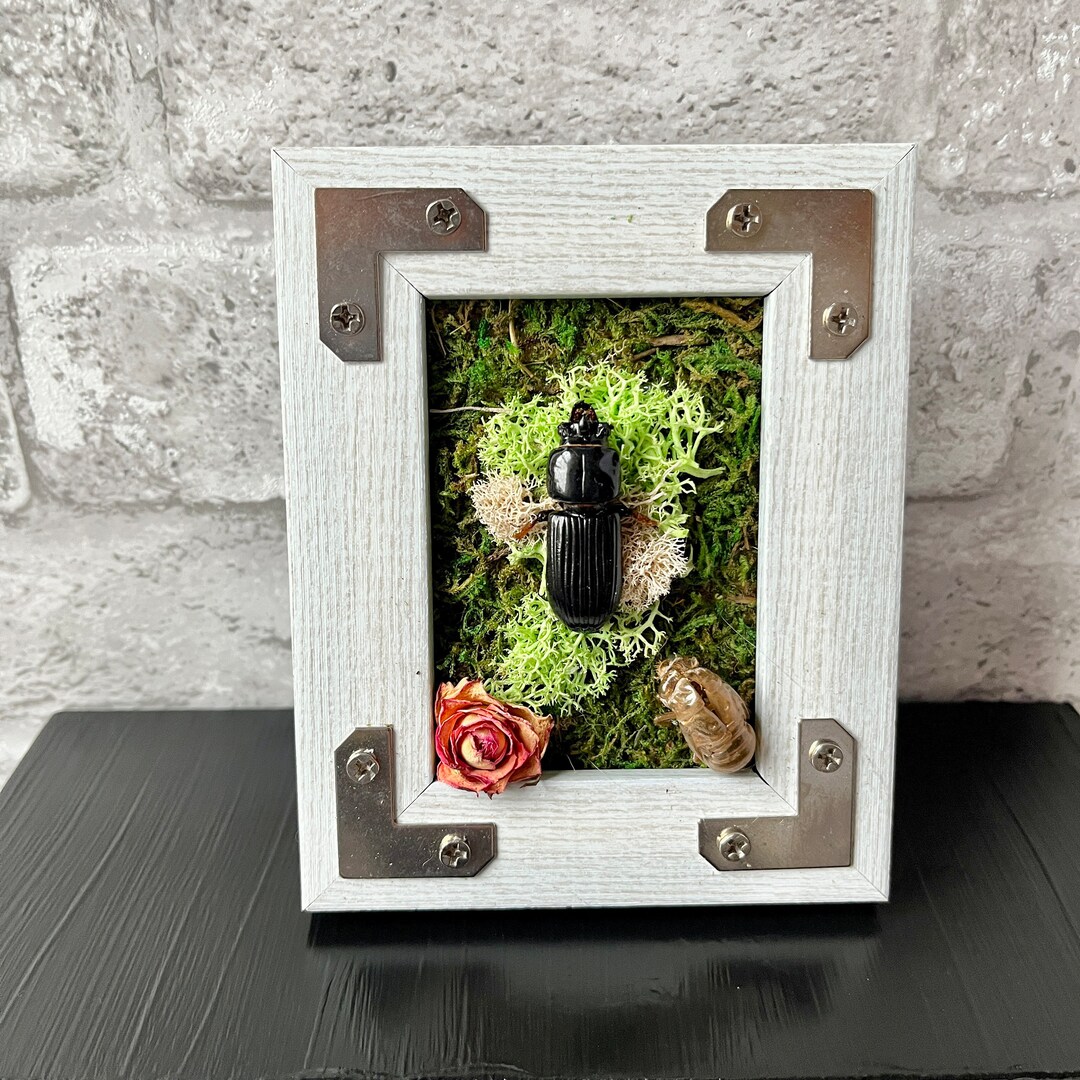Insect Art, Mosscore Framed Bug Art, Oddities and Curiosities Home ...