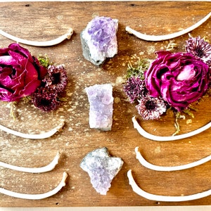 Raccoon Rib Bones, Wall Art, Witchy Gifts for Women, Vulture Culture ...