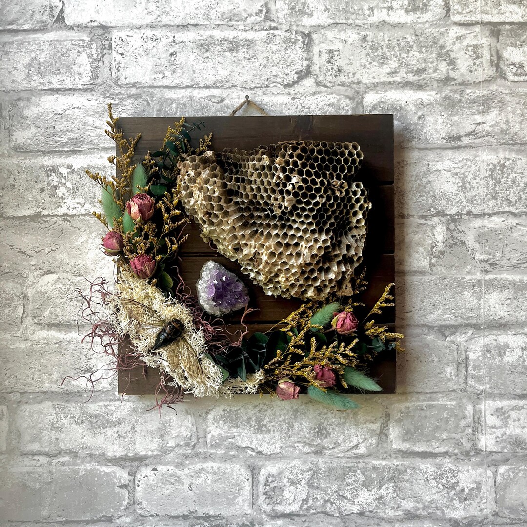 Cicada and Wasp Nest, Real Cicada Decor, Natural History Wall Art, Bug ...
