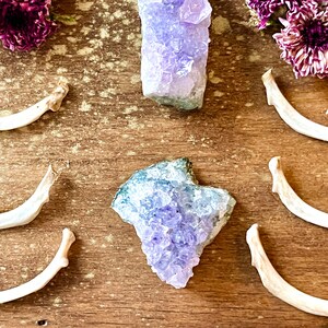 Raccoon Rib Bones, Wall Art, Witchy Gifts for Women, Vulture Culture ...