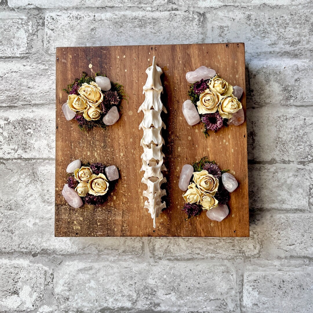 Fox Vertebrae Bones, Fox Spine, Witchy Gifts for Her, Bone Art Room ...