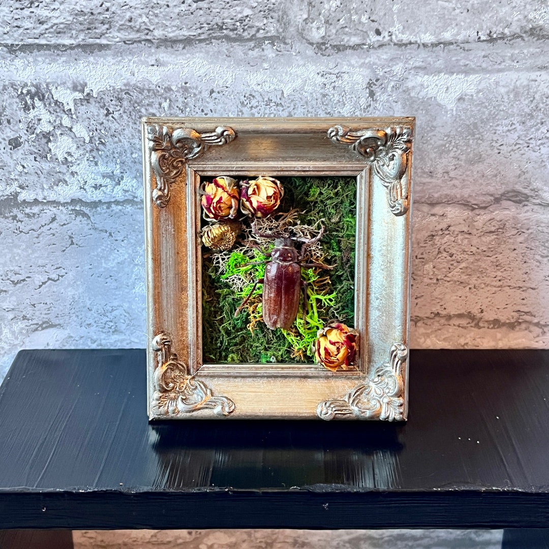 Insect Art, Framed Bug Art, Oddities and Curiosities Home Decor, Green ...