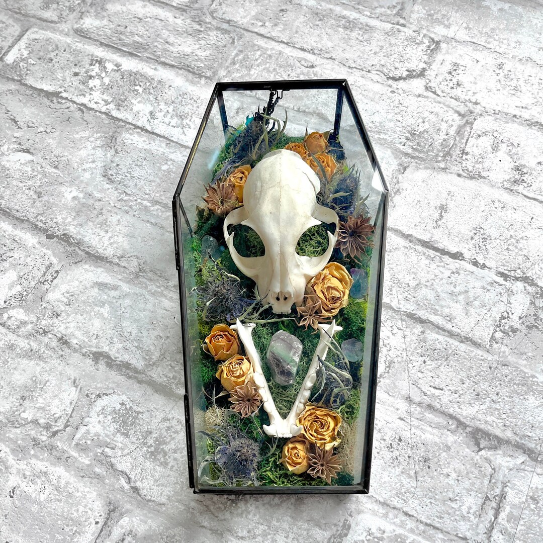 Bobcat Skull Skull Art Coffin Terrarium Glass Coffin - Etsy