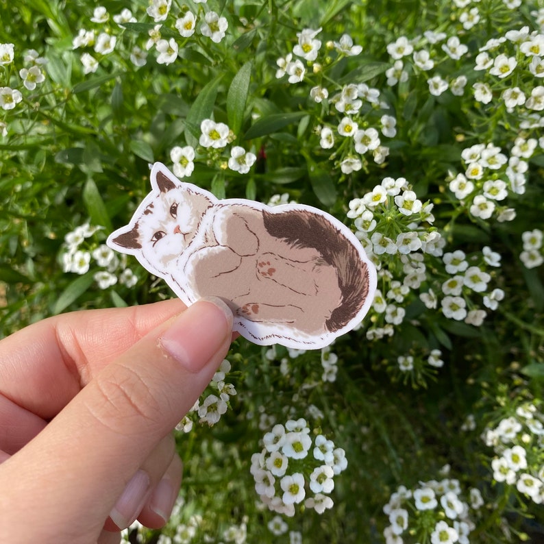 Hover Cat Meme Funny Cute Sticker Cat Kitten Decal Water - Etsy