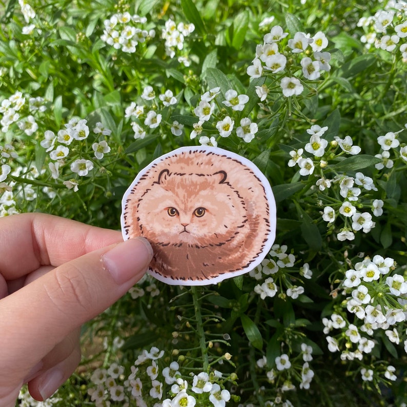 Hover Cat Meme Funny Cute Sticker Cat Kitten Decal Water - Etsy