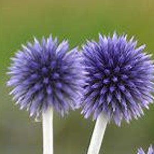 20 Seeds Echinops Ritro - Etsy UK