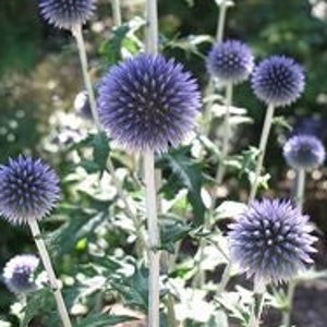20 Seeds Echinops Ritro - Etsy UK