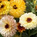 30 Seeds Playtime Mix, Calendula Officinalis, Pot Marigold - Etsy UK