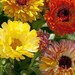 30 Seeds Playtime Mix, Calendula Officinalis, Pot Marigold - Etsy UK
