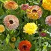 30 Seeds Playtime Mix, Calendula Officinalis, Pot Marigold - Etsy UK