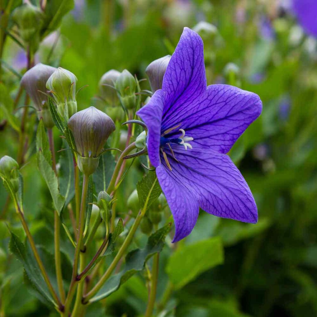 50seeds Platycodon Grandiflora, Balloon Flower - Etsy UK