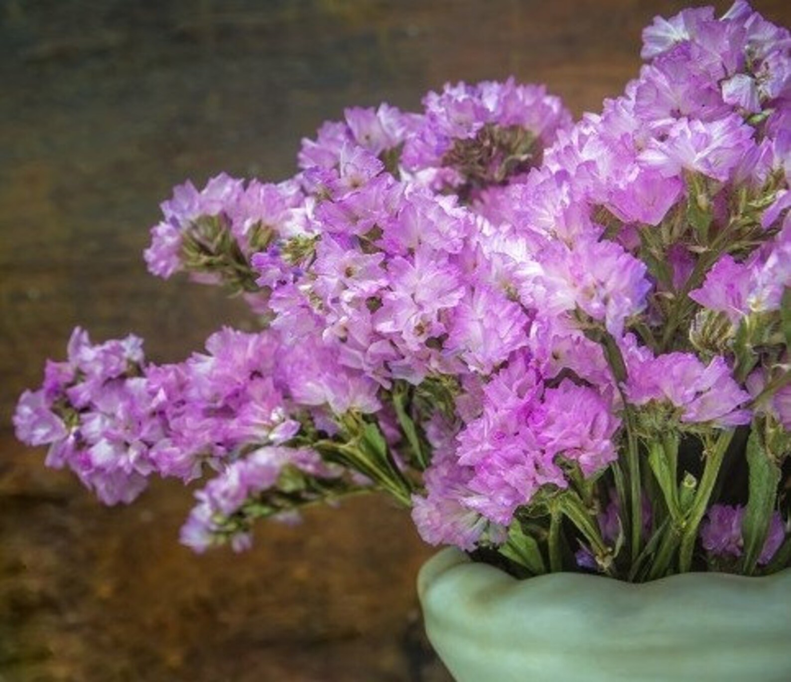 30 Seeds Pink Statice Limonium Sinuatum | Etsy